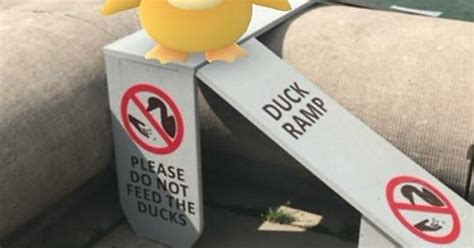 Psyduck Album On Imgur