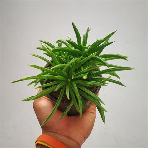 Peperomia Ferreyrae Happy Bean Nurserybuy