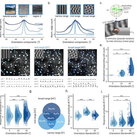 V1 Neurons Are Most Responsive To Broad Orientation Bandwidths Download Scientific Diagram