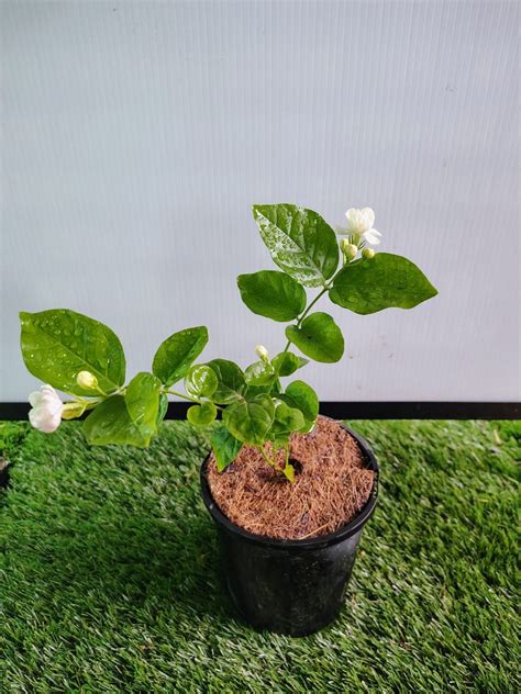 Jasmine Sambac Garden View Nursery