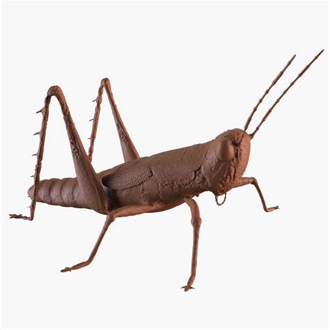 Grasshopper Template