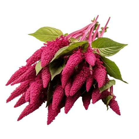 Ai Generated Scientific Photography Amaranth Purple Flower Bouquet