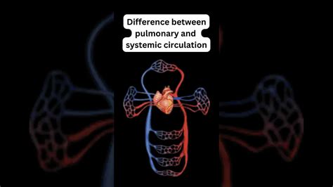 The Difference Between Pulmonary And Systemic Circulation Classx