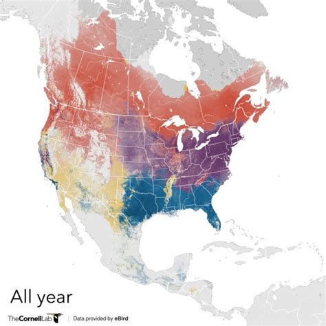 Beyond Range Maps New Ebird Maps Reveal Bird Abundance And Movements