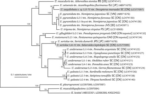 Maximum Likelihood Phylogenetic Tree Of 28s Rdna Sequence 1870