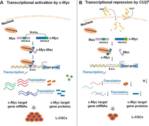 A Functional Screening Identifies A New Organic Selenium Compound Targeting Cancer Stem Cells