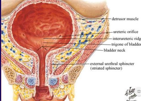 Normal Micturition And Neurological Bladder Dysfunction Flashcards