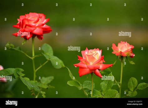 View Of Three Roses One Of Them Sharp And The Other Two Blurred A Short Depth Of Field Example