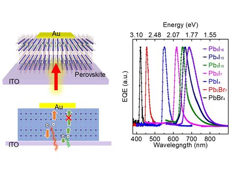 Self Trapped State Enabled Filterless Narrowband Photodetections In 2d