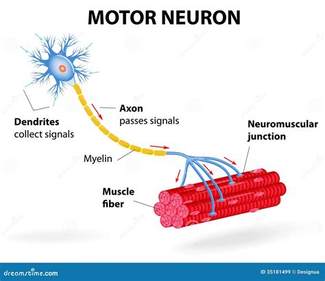 Motor Neuron Vector Diagram Royalty Free Stock Images Image 35181499