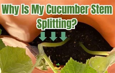 Why Are My Cucumber Stems Splitting