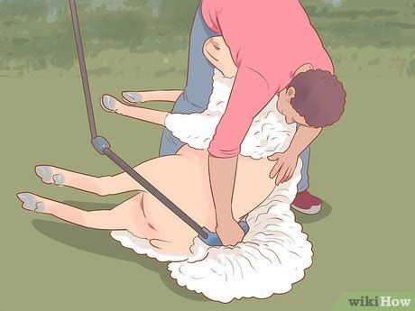 How To Shear A Sheep Tips And Tricks For First Timers