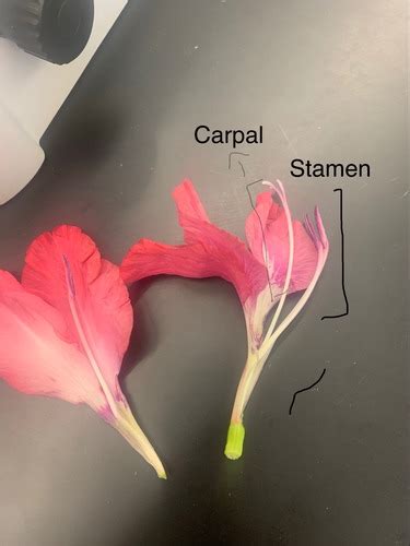 Angiosperms Flashcards Quizlet