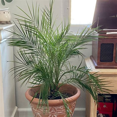 🌞 Is My Pygmy Date Palm Getting Too Much Direct Sunlight