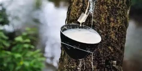 Ekspor Getah Damar Asal Lampung Tembus Enam Negara Berita Riau Terkini