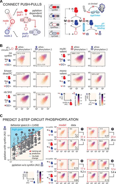 Engineering Synthetic Phosphorylation Signaling Networks In Human Cells Pmc