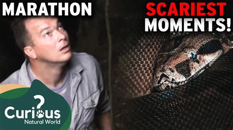 Worlds Greatest Python Hunters Show Us Scariest Reptile Encounters Curious Natural World