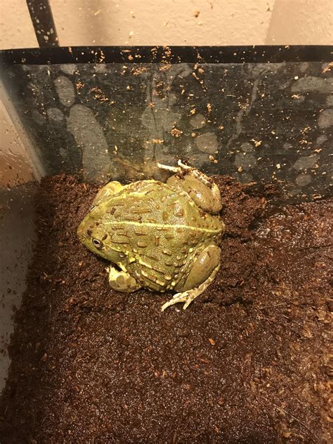 Just Got This Guygal Any Way To Know What Sex It Is Its A Pixie Rfrogs