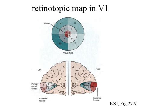 Ppt Visual Cortex Powerpoint Presentation Id 3425503