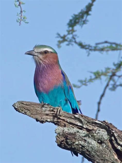 14 Facts About Lilac Breasted Rollers Bird Feeder Hub