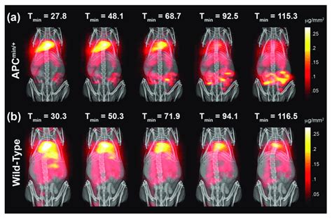 The Imaging Results Of MPI Coregistered With Projection X Ray Capture Download Scientific