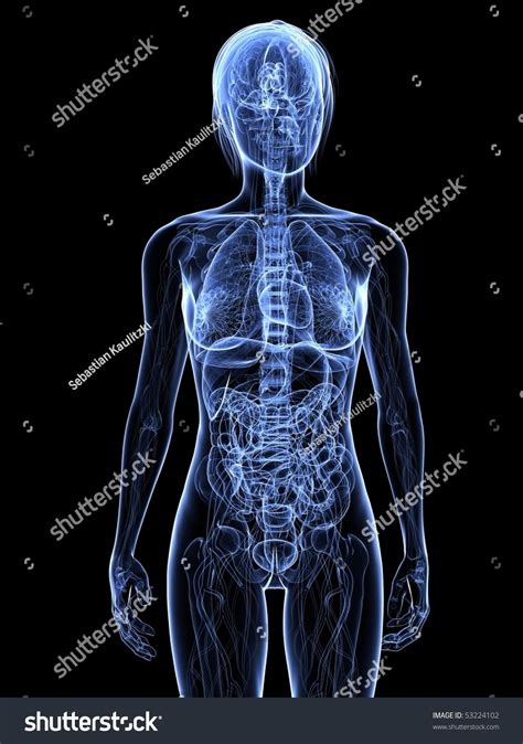 Female Anatomy Xray Stock Illustration 53224102 Shutterstock