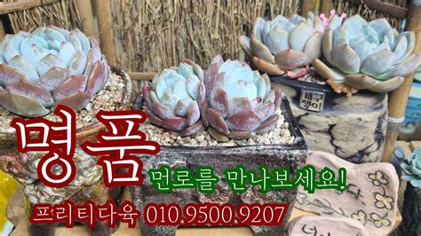 명품 먼로 분갈이 먼로 잘 키우는 법 알려주세요 프리티다육 01095009207 Youtube