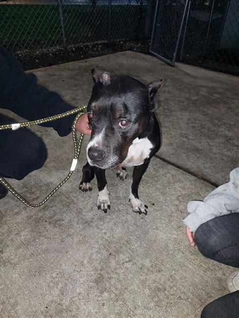 Found This Female Pitbull On Bellwood Police Department