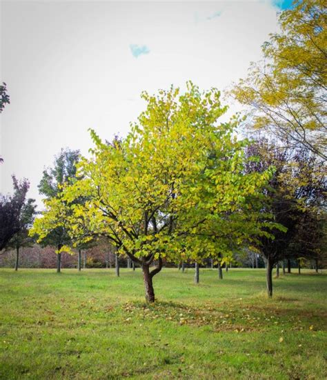 Single Stem Eastern Redbud Halka Nurseries