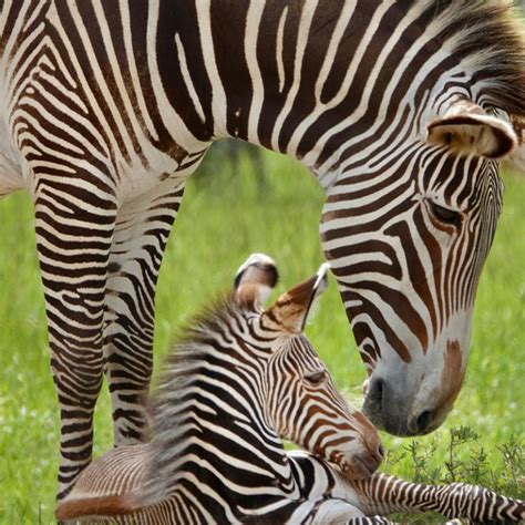 Grevys Zebra Foals Born At White Oak White Oak Conservation