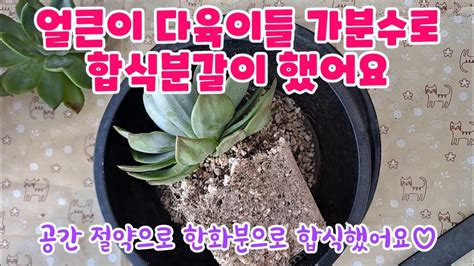 얼큰이 다육이들 가분수로 합식 분갈이 했어요 레드글로우 다육이분갈이 Youtube