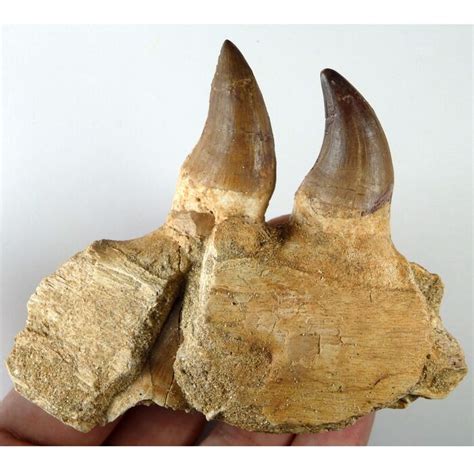 Mosasaur Tooth Pterygoid Fragment With Two Teeth Catawiki