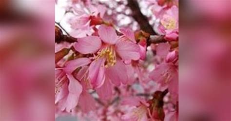 Katie Purvis Obituary Visitation And Funeral Information