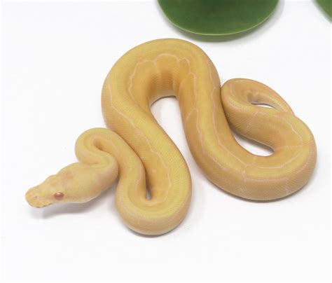 Candino Pin Male Dynasty Reptiles