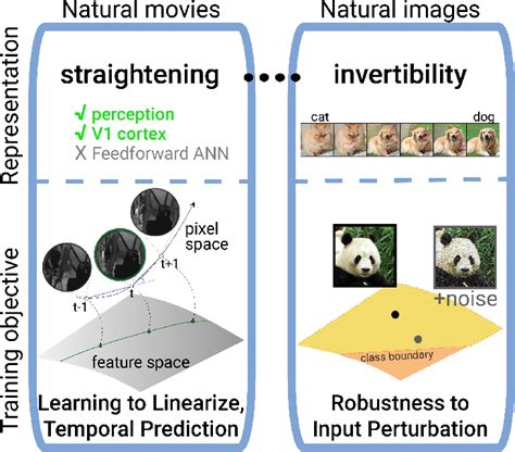 Brain Like Representational Straightening Of Natural Movies In Robust