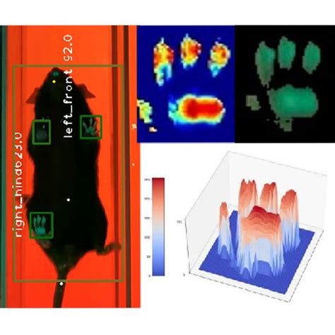 China High Resolution Single Multi Chait Gait Analysis Sistem Pembekal Kilang