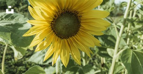 녹색 잎 밭에 큰 해바라기 사진 Unsplash의 무료 식물 이미지