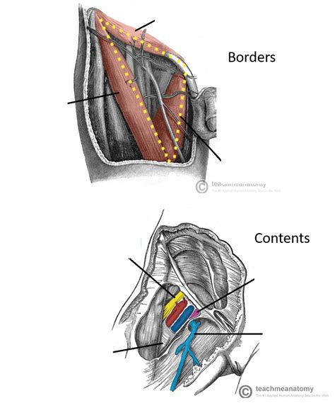 Femoral Triangle