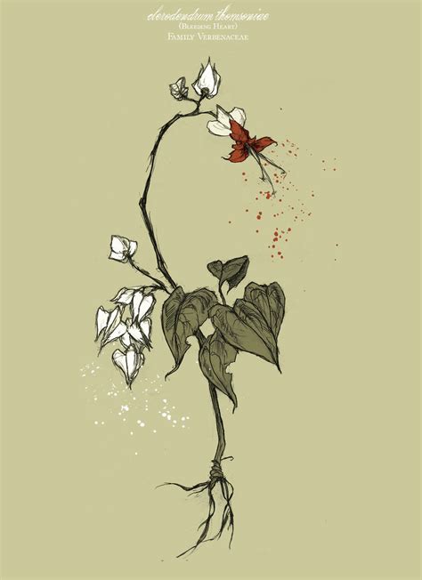 Bleeding Heart Flower Drawing At Getdrawings Free Download
