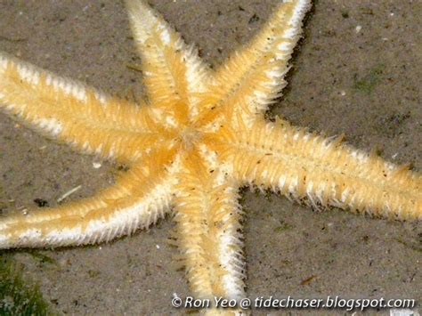 The Tide Chaser Sea Stars Phylum Echinodermata Class Asteroidea Of Singapore