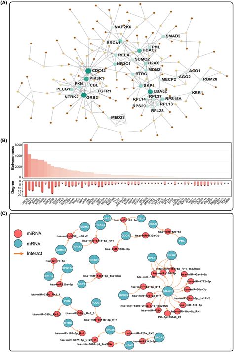 Gene Correlation Network Analysis To Identify Hub Genes In Dcm Download Scientific Diagram