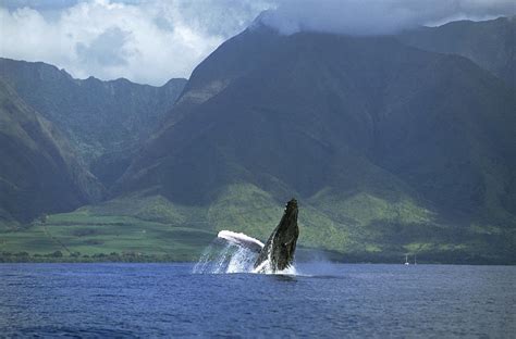 Humpback Whale Breaching Maui Photograph by Flip Nicklin - Pixels