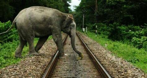 Ecor Adopts Intrusion Detection System To Reduce Train Elephant
