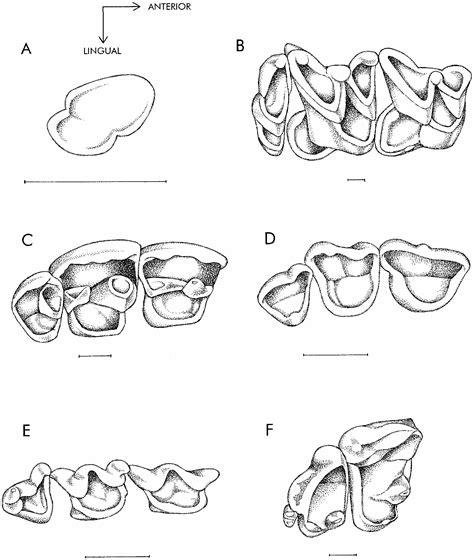 fig 28 in phylogeny of phyllostomid bats mammalia chiroptera data