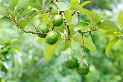 Everything You Need To Know About Types Of Avocado Trees