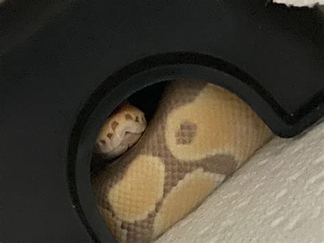 Show Off Those Adult Banana Combos Ball Pythons MorphMarket Reptile Community