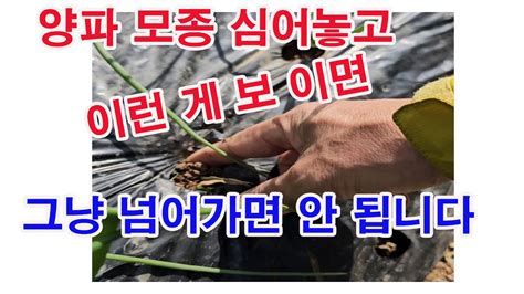 양파 모종 심어놓고 이런 게 보이면 그냥 넘어가면 안 됩니다양파 재배 양파 심기 양파 모종 심기 양파 병충해 고자리