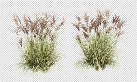 Premium Psd Many Beautiful Reed Grasses In Isolated 3d Rendering