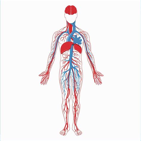 Circulatory System Diagram Unlabeled Anatomy Of Human Body And Circulatory System Diagram Unlabeled Anatomy Of Human Body And