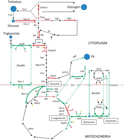 3 Compartmentalisation Of Metabolic Pathways Functions